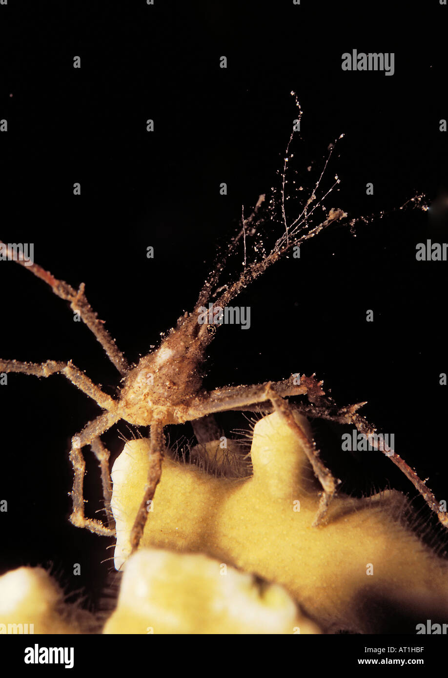 Hyastenus sp Spider crac Crustacea Artropoda Red Sea Indian Ocean Egypt ...