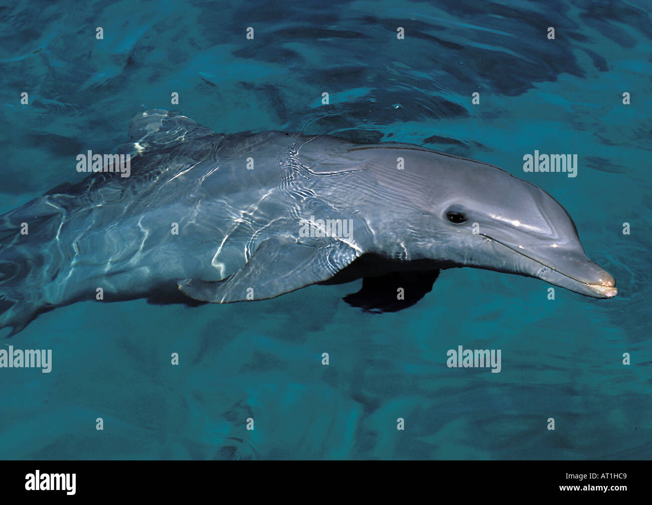 Tursiops truncatus Bottlenosed dolphin Cetacea Mammal Dolphins Red Sea ...