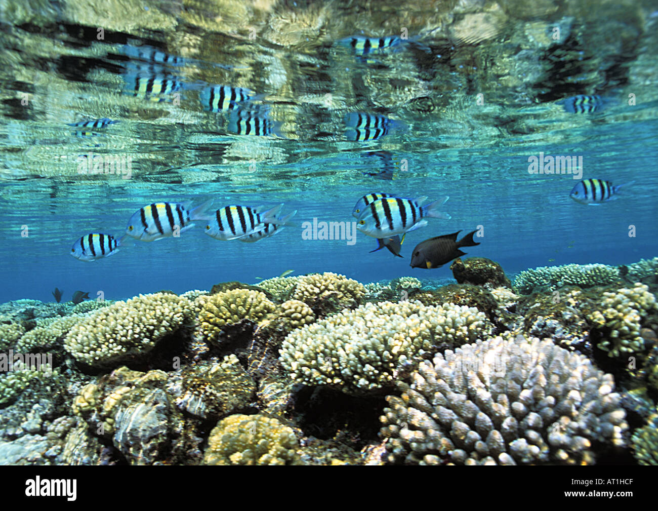Coral Garden Coral Anthozoans Octocoral Cnidaria Red Sea Indian Ocean ...