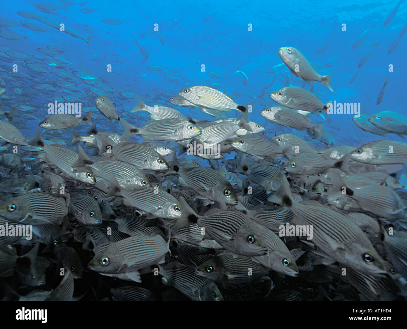 Haemulon maculicauda Spottail grunt Fish Mar de Cortes Atlantic ocean ...