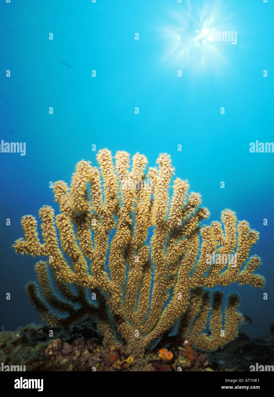 Muricea californica California Golden gorgonian Antohozoans Gorgonians ...