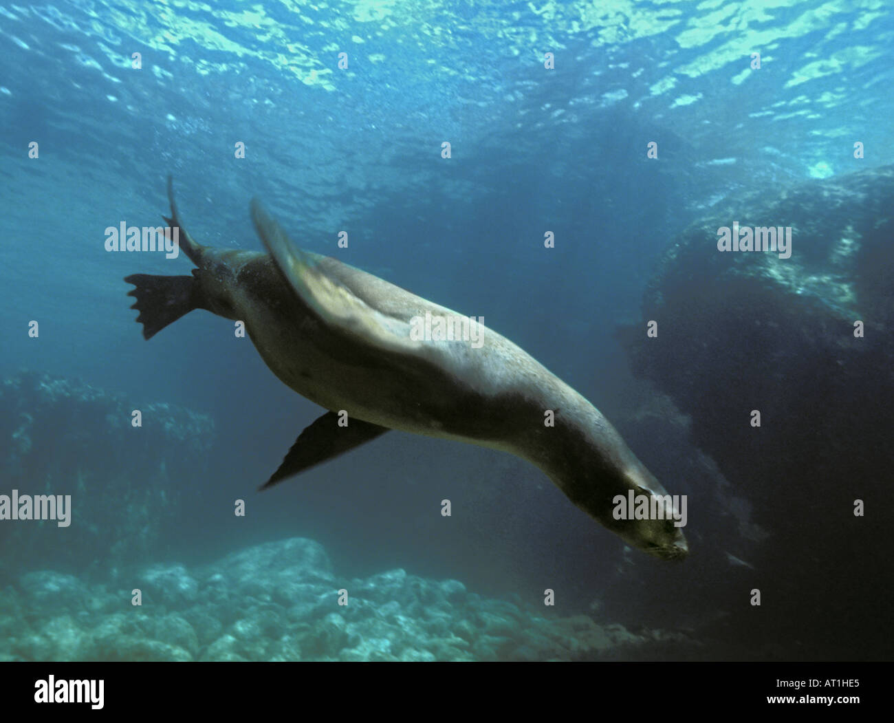 Zalophus californianus California Sea lion Mammal Mar de Cortes Mexico ...