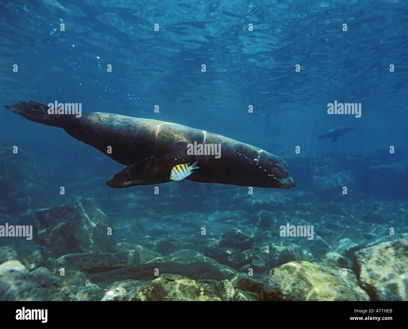 Zalophus californianus California Sea lion Mammal Mar de Cortes Mexico ...