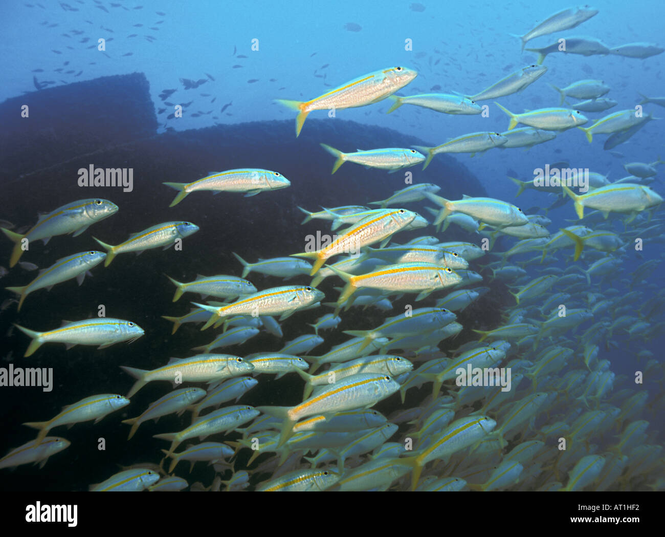 Red Sea Indian Ocean