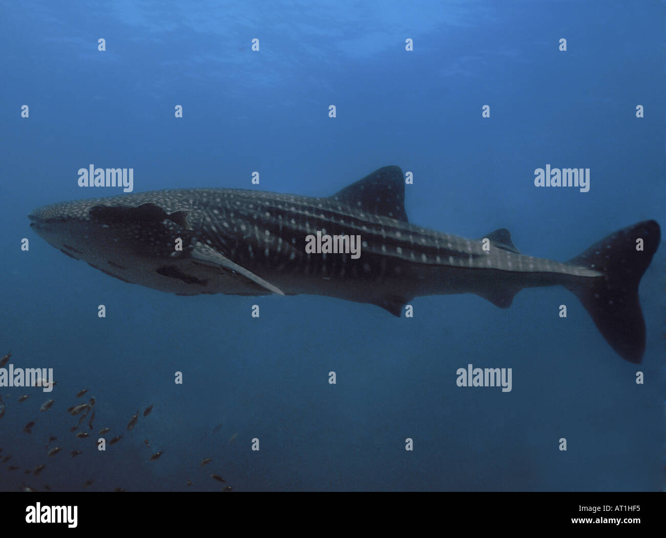 Rhincodon typus Whale shark Fish Mar de Cortes Mexico Atlantic ocean ...