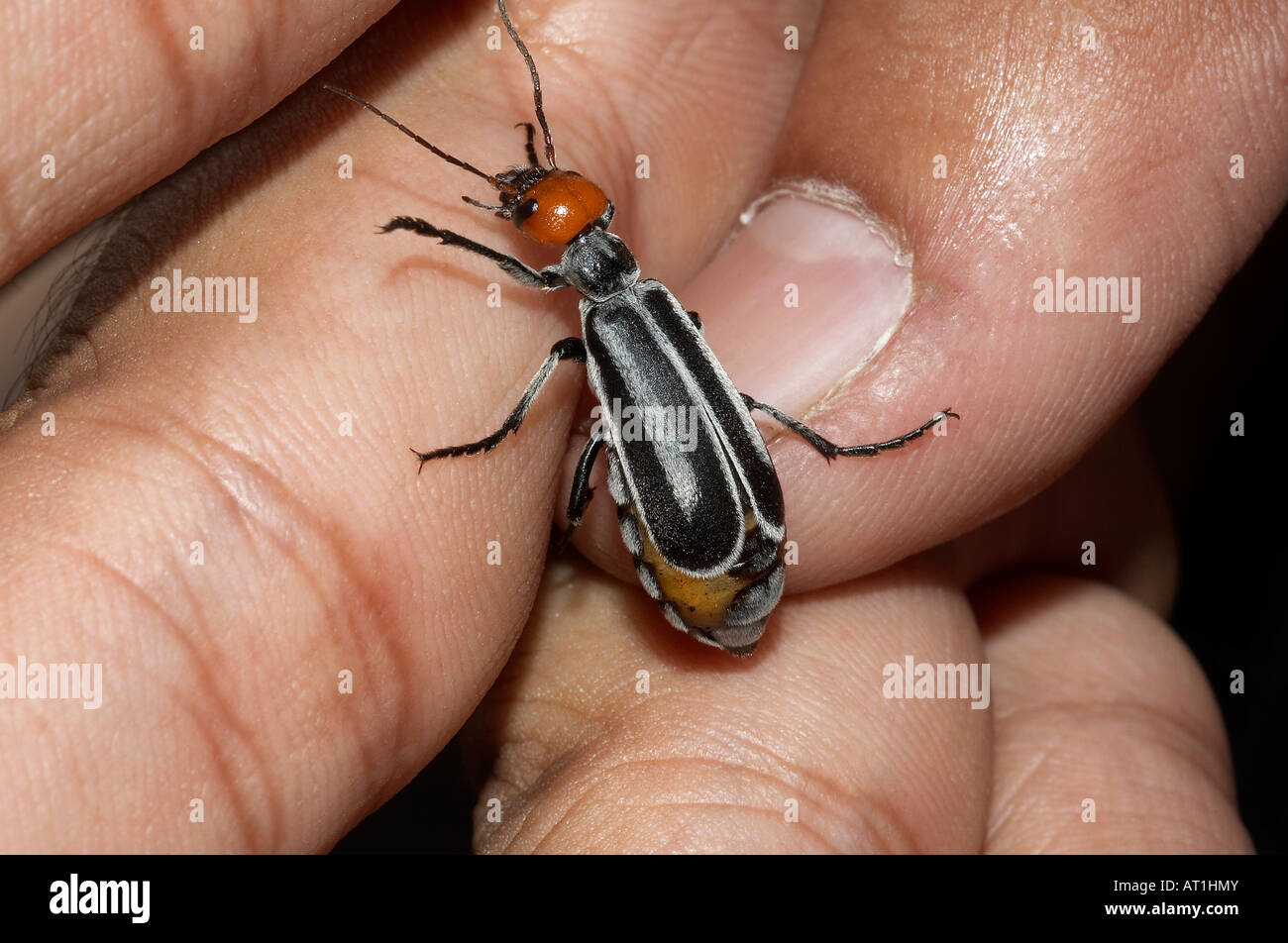 Indian beetle hi-res stock photography and images - Alamy