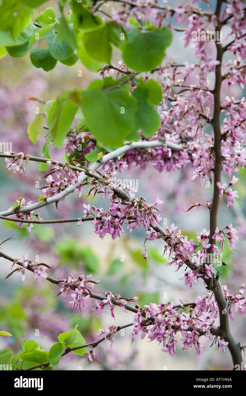 Europe, Italy, Campania, (Amalfi Coast) POSITANO: Spring Blossoms Stock ...
