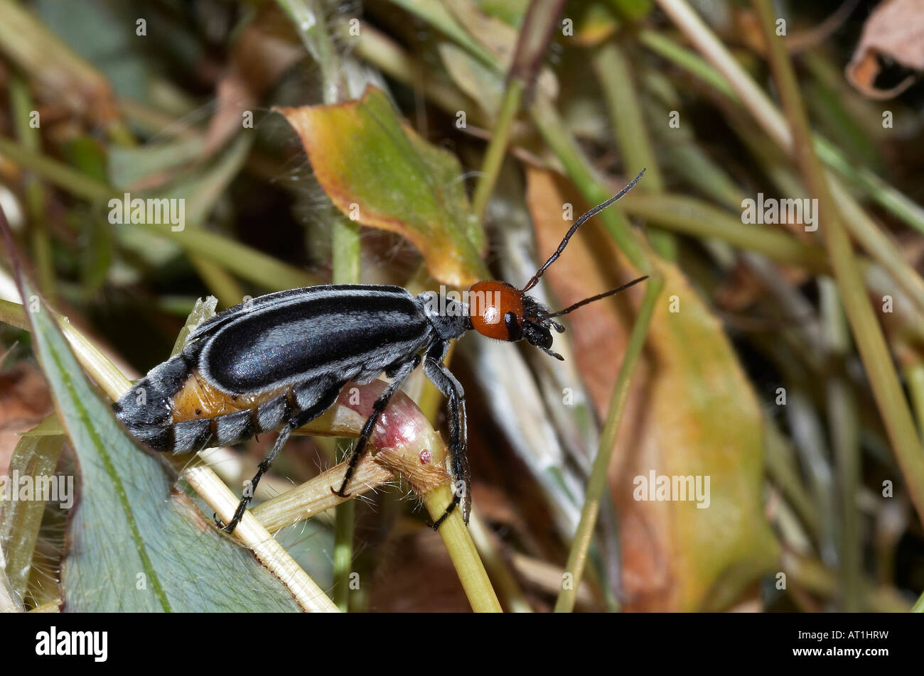 Indian beetle hi-res stock photography and images - Alamy