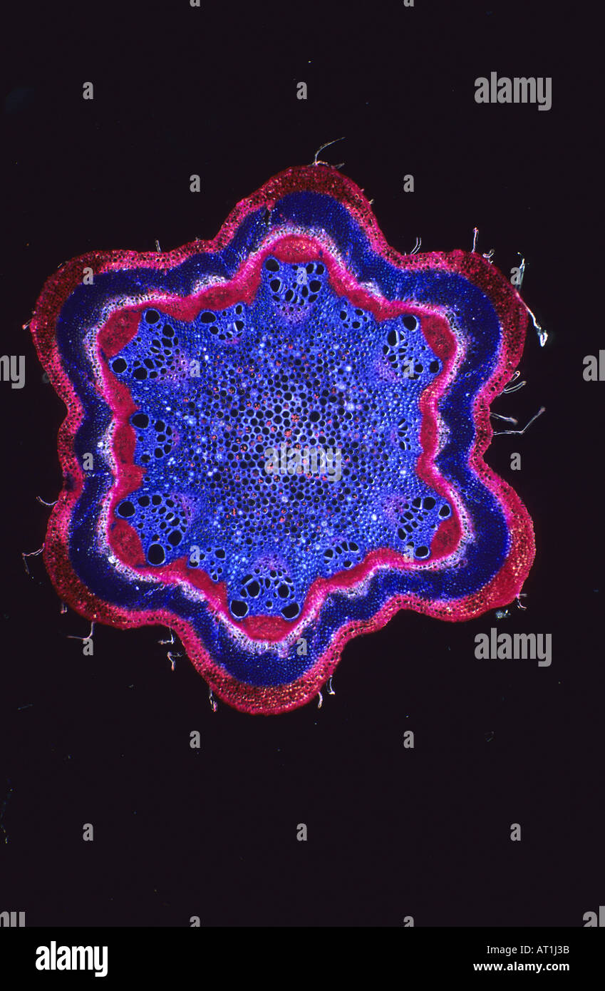 Section through stem of Clematis 6x Stock Photo - Alamy