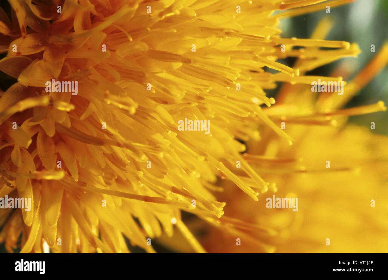 Flowers of Carthamus Carthamus sp Stock Photo - Alamy