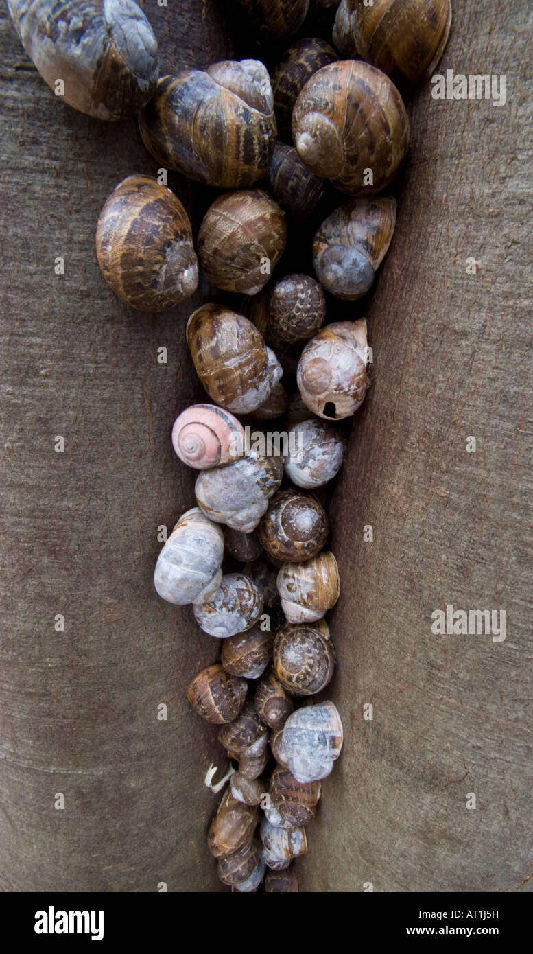 hibernating land snails (Helix aspersa) in a crack in a sycamore tree ...