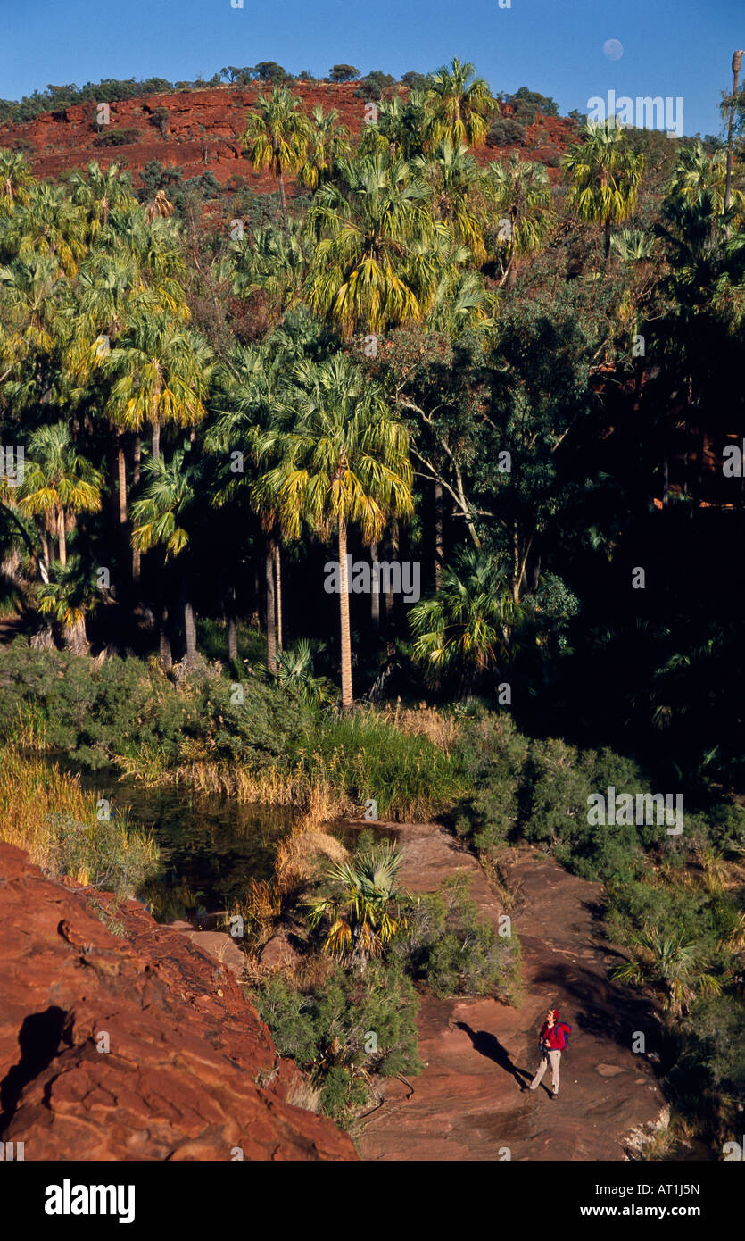 Australian native palm trees hi-res stock photography and images - Alamy