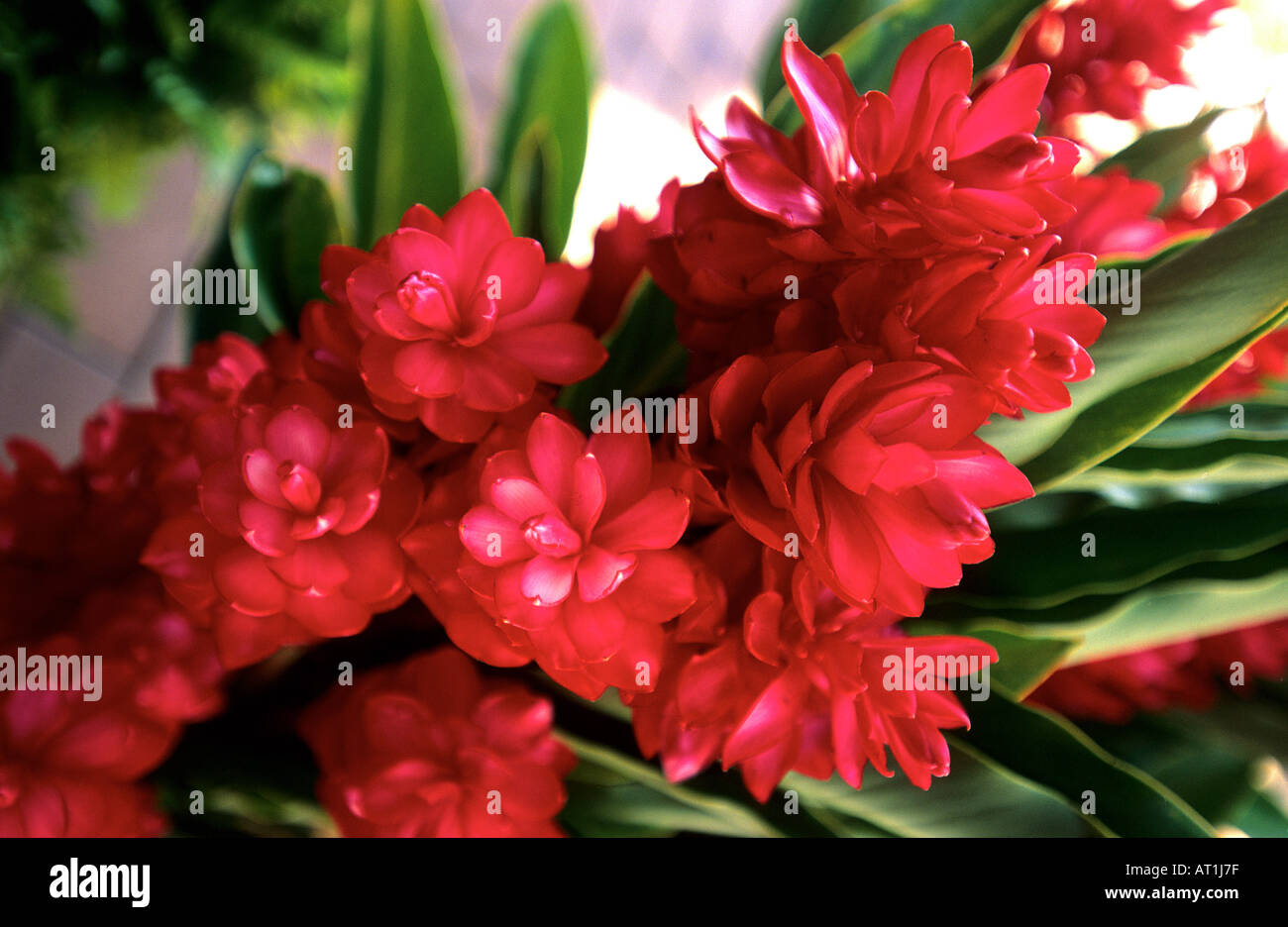 Flowers of Tahiti French Polynesia Stock Photo - Alamy