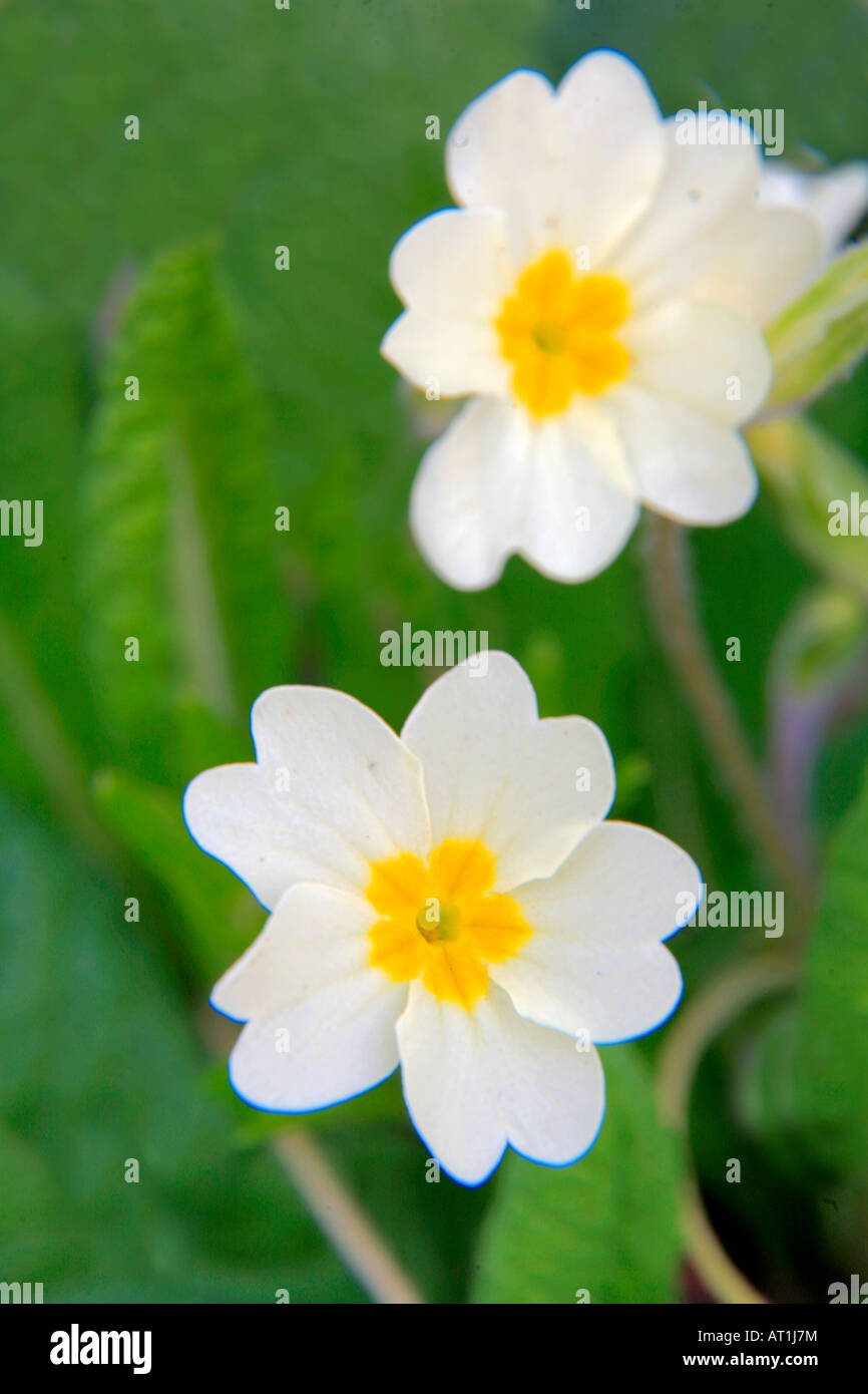 Wild primrose hi-res stock photography and images - Alamy