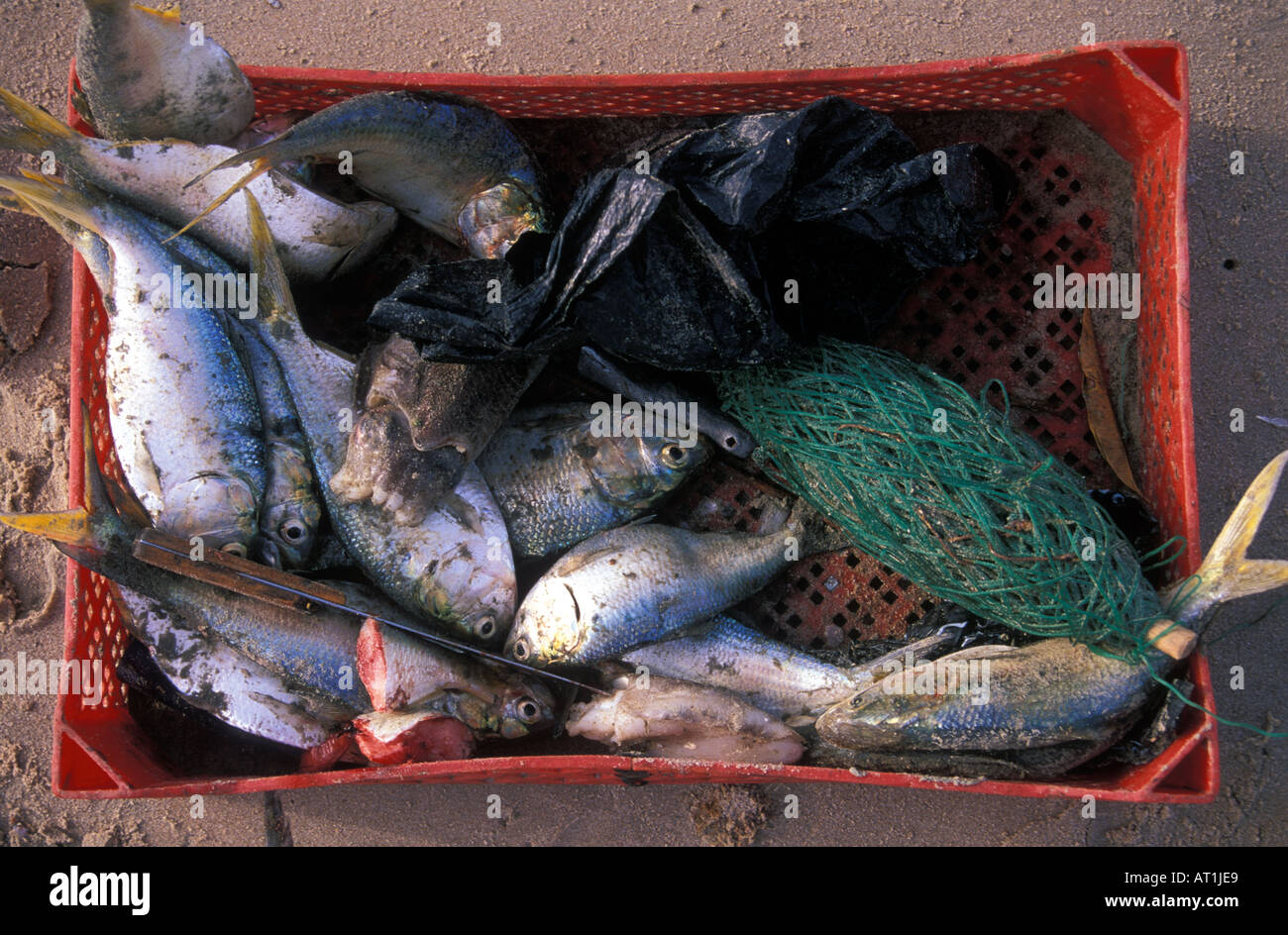 Box of fish caught in the Atlantic Ocean The Gambia West Africa Stock ...