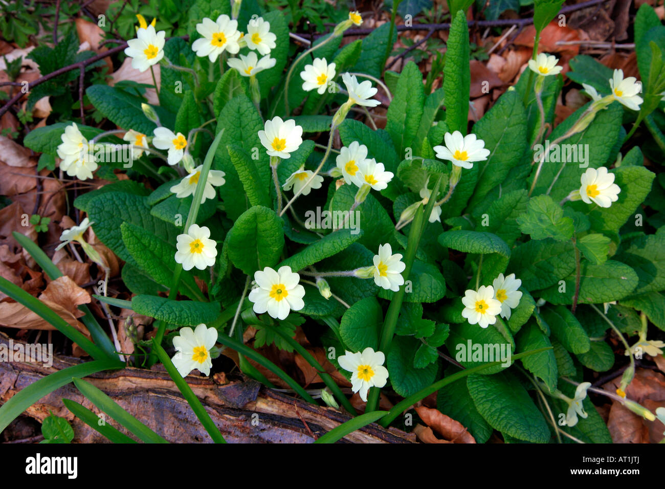 Wild primrose hi-res stock photography and images - Alamy