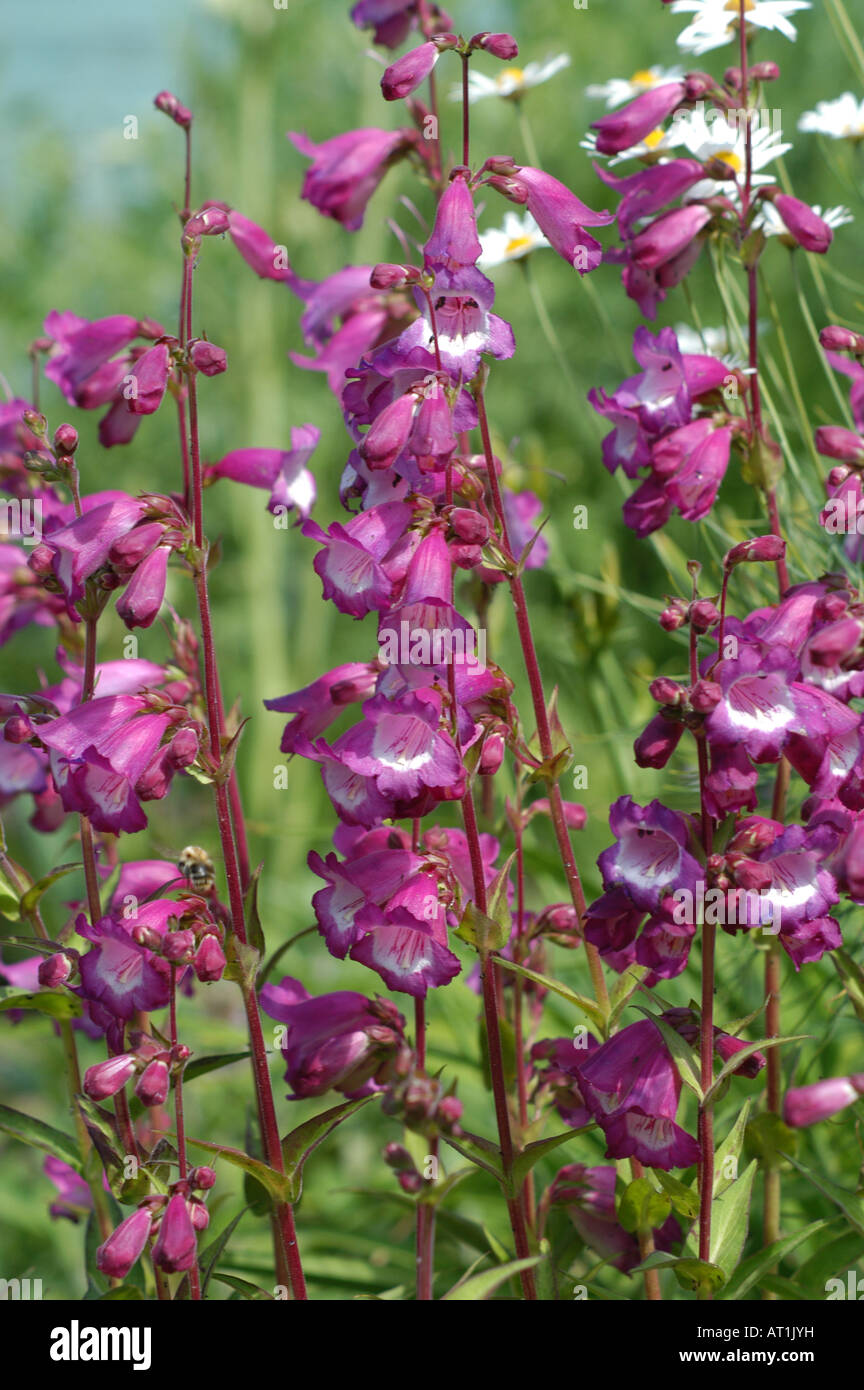 Purple Penstemon Flower Stock Photo - Alamy