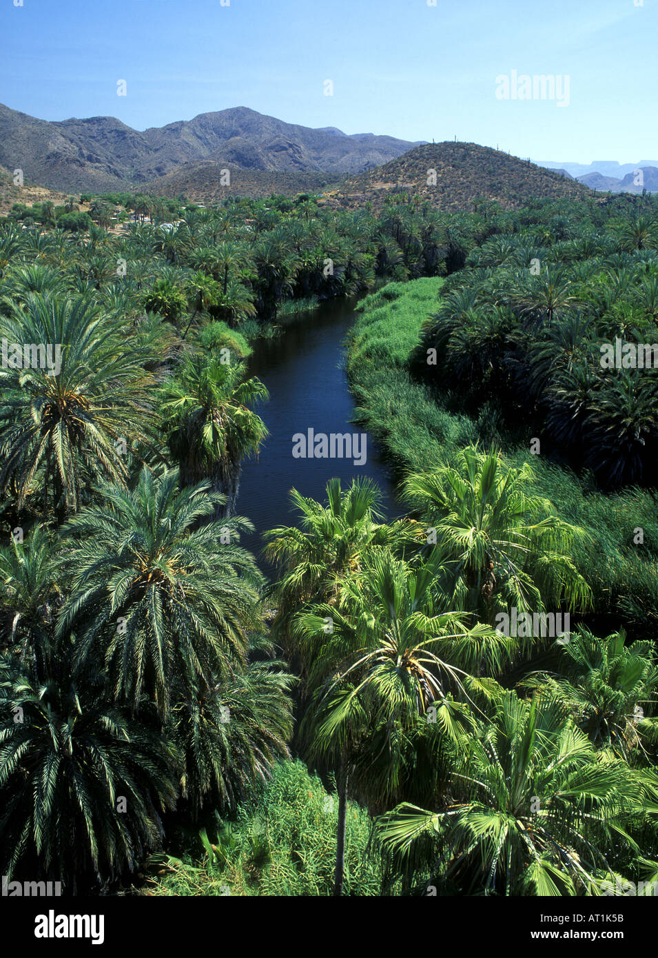 Oasis of San Ignacio Baja California Mexico Stock Photo - Alamy