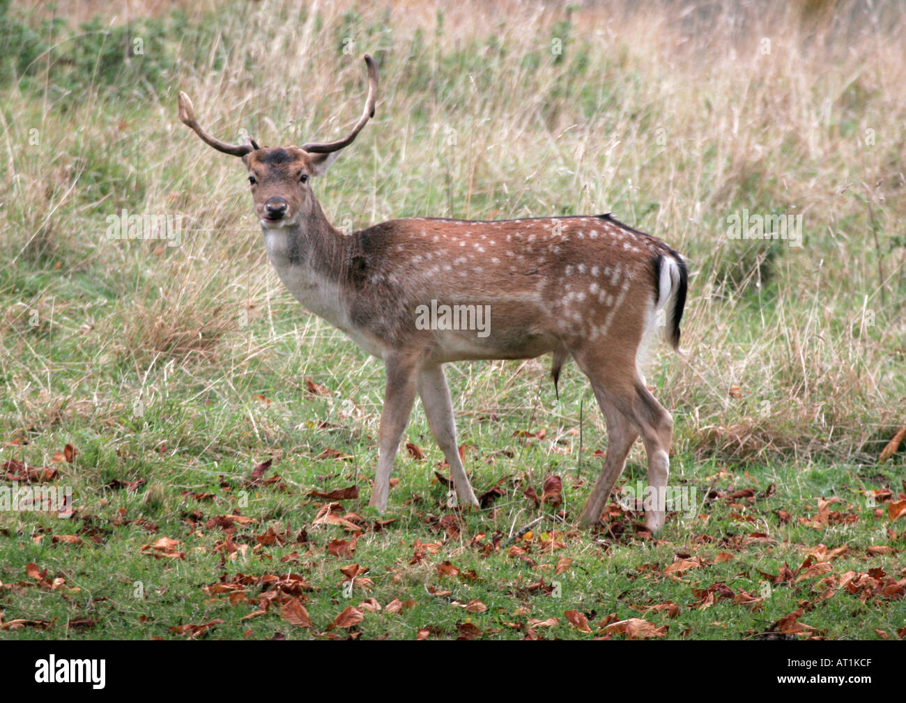 Fallow Deer Stag (Dama dama Stock Photo - Alamy