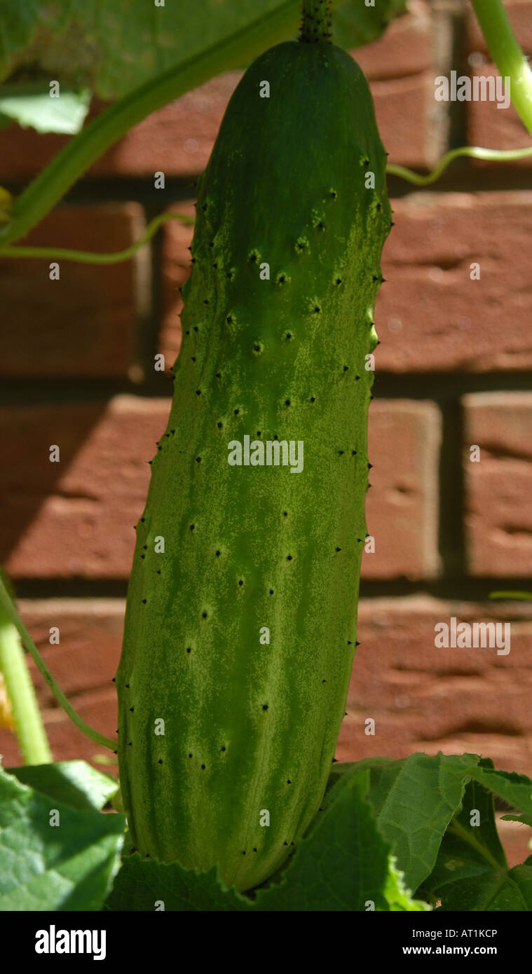 Ridge cucumber hi-res stock photography and images - Alamy