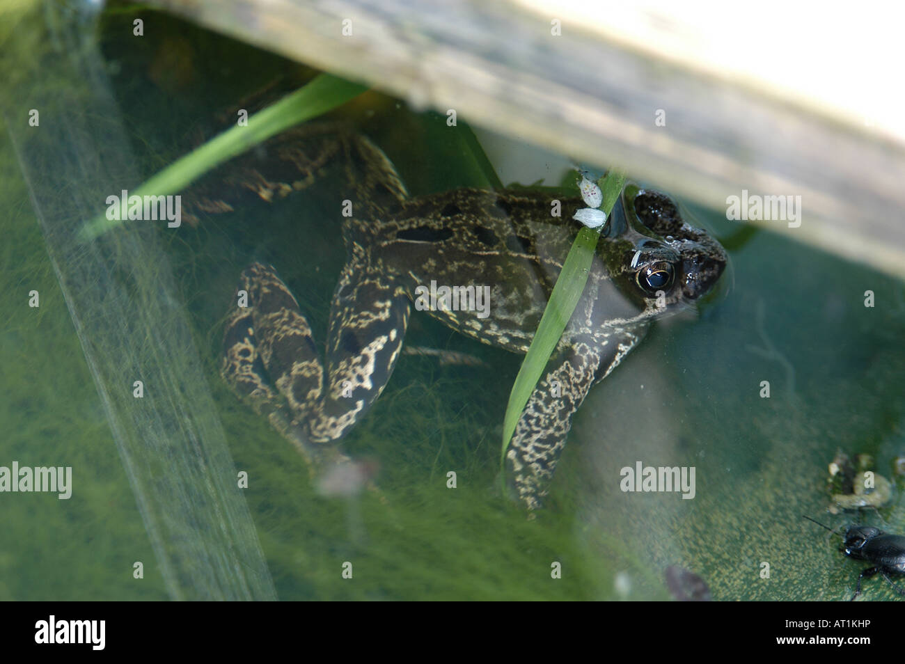 Toad in Pond ( Anura Stock Photo - Alamy