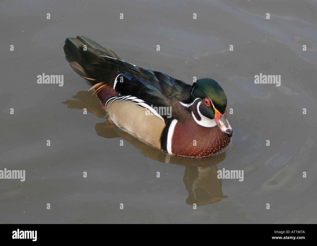 Genus aix hi-res stock photography and images - Alamy