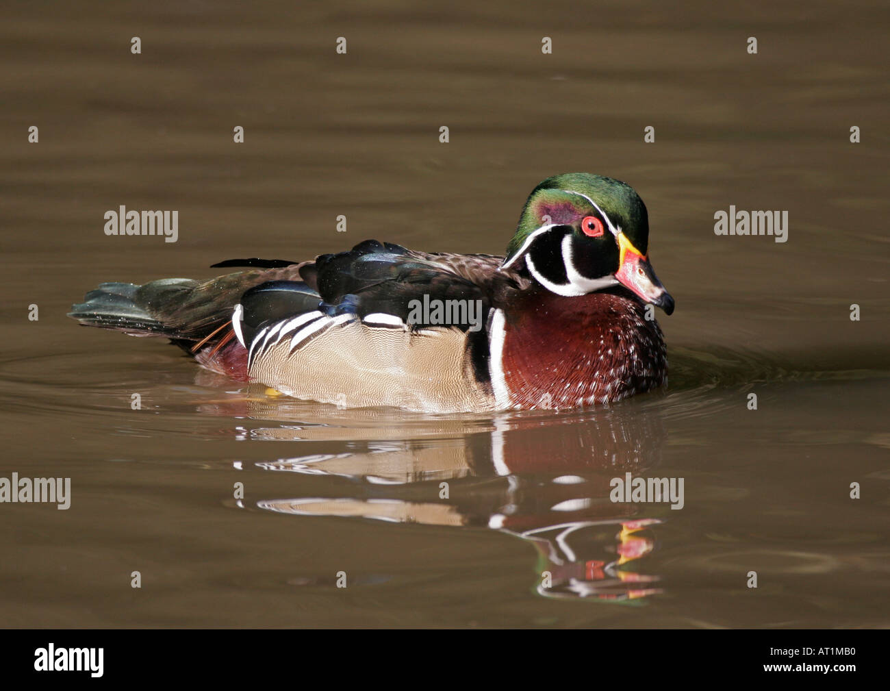 Genus aix hi-res stock photography and images - Alamy