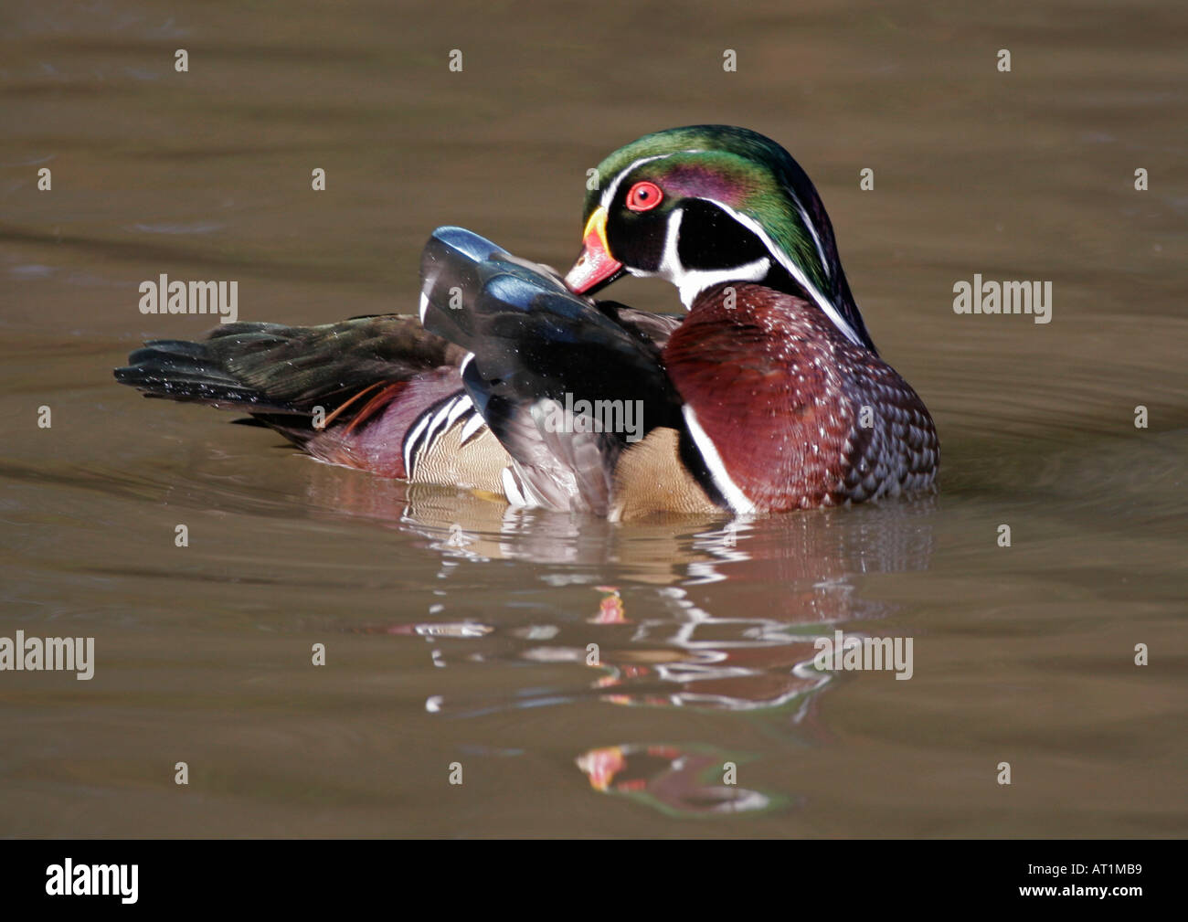 Genus aix hi-res stock photography and images - Alamy