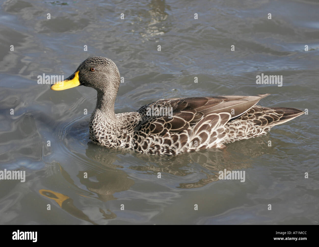 African Yellowbill (Yellowbilled Duck), Anas undulata undulata Stock ...