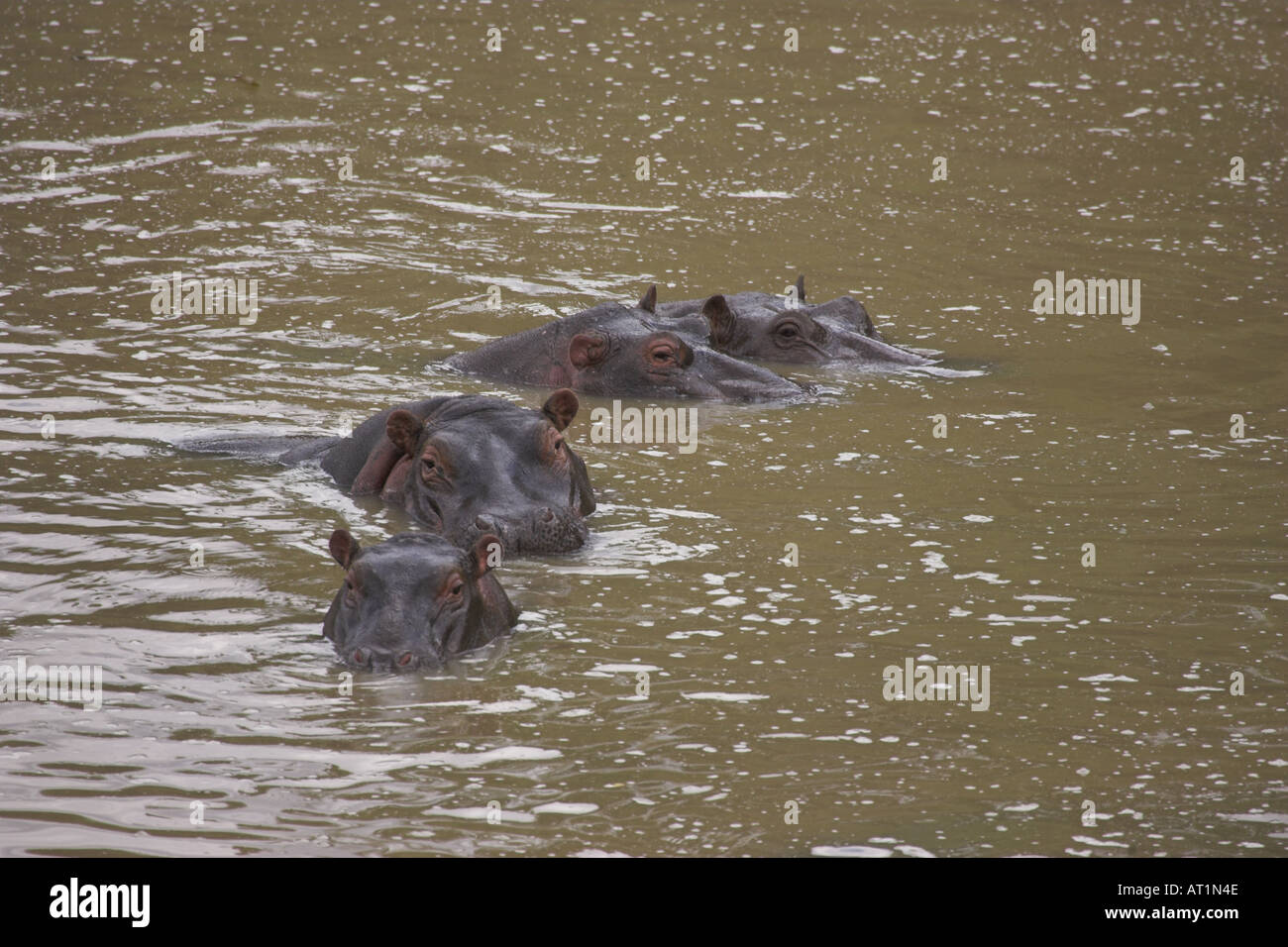 Hippos together in water hi-res stock photography and images - Alamy