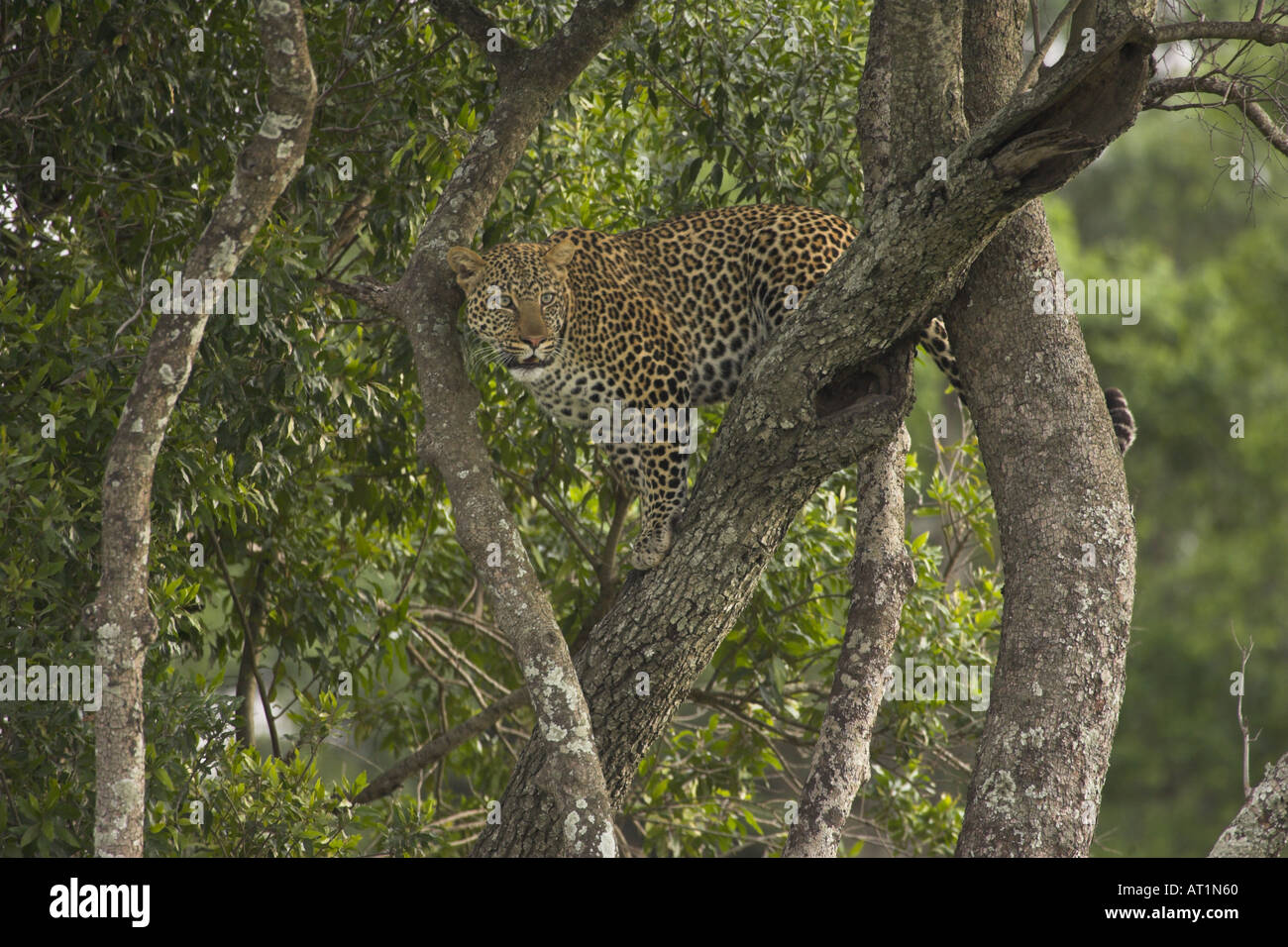 African leopard panthera pardus in a tree Stock Photo - Alamy