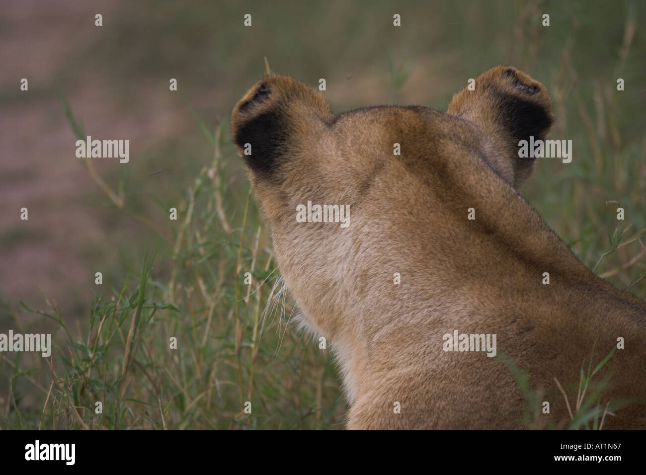 Lioness Panthera leo back of head showing ear markings used for ...