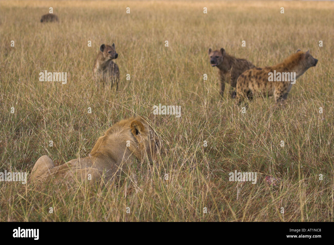 Lion Attacking Hyena