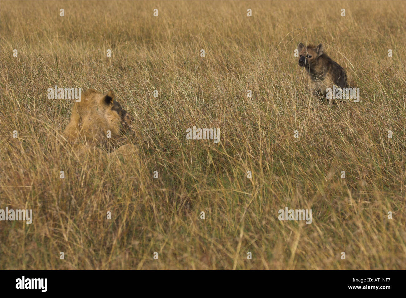 Lion Panthera leo and Spotted hyena Crocuta crocuta Stock Photo - Alamy