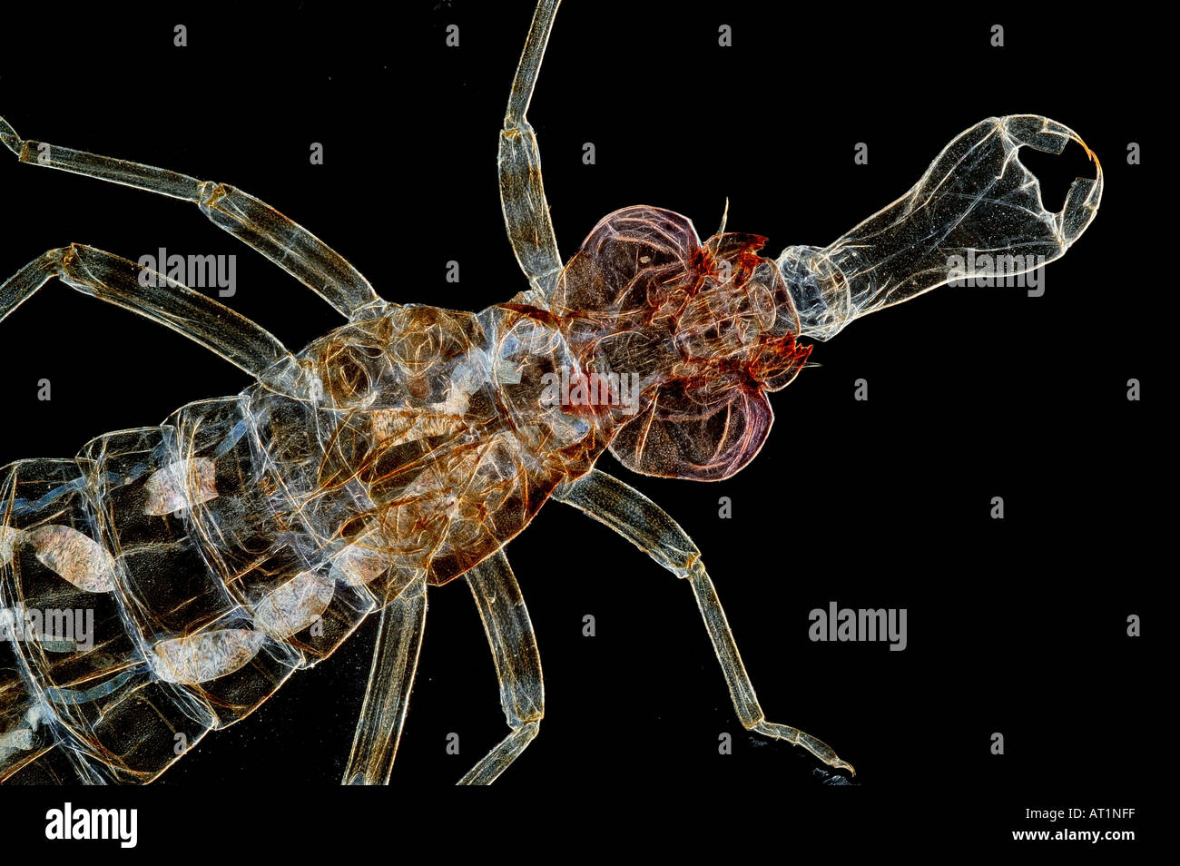 Aeschna Cyanea High Resolution Stock Photography and Images - Alamy