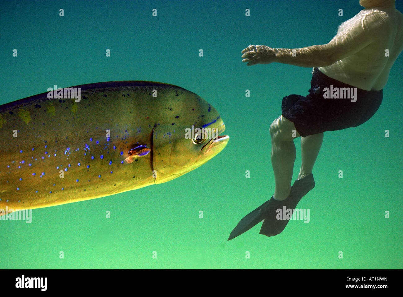 Huge dorado is approaching a fat man,digital composite Stock Photo - Alamy
