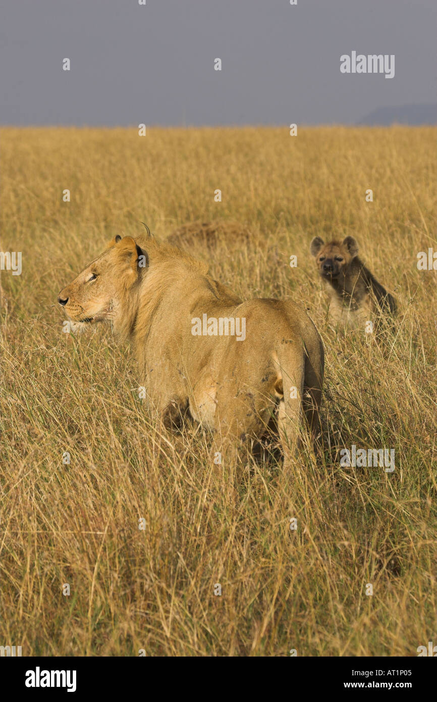 Lion Panthera leo and spotted hyena Crocuta crocuta Stock Photo - Alamy