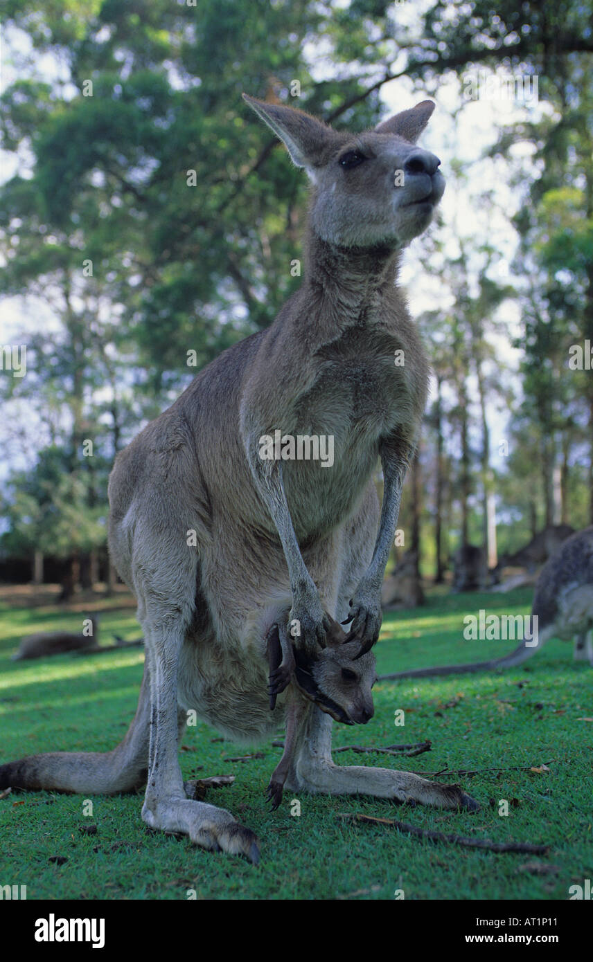 Kangaroo looking in pouch hi-res stock photography and images - Alamy