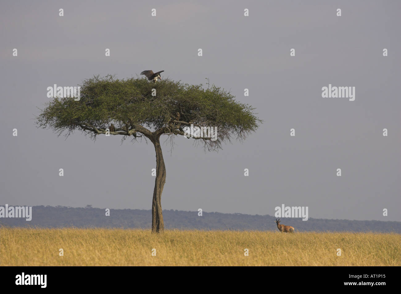 Gyps africanus acacia tree hi-res stock photography and images - Alamy