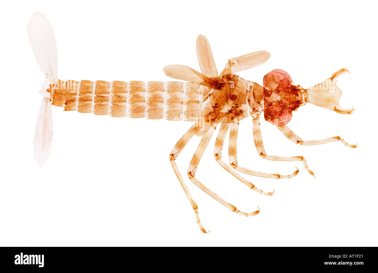 Microscopy brightfield hi-res stock photography and images - Alamy