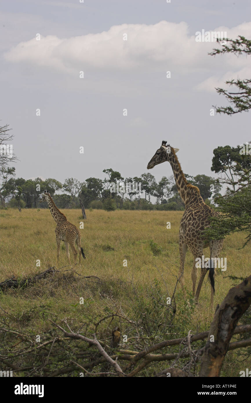 Masai Giraffe Giraffa camelopardalis Stock Photo - Alamy