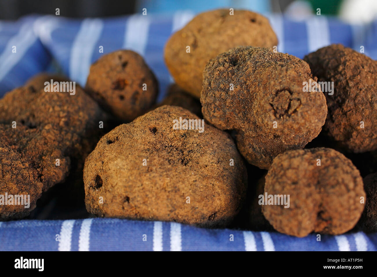 Truffle shop fungus hi-res stock photography and images - Alamy