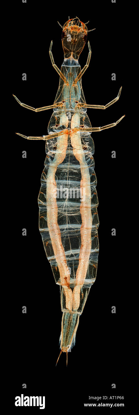 Dragonfly larva darkfield photomicrograph Stock Photo - Alamy