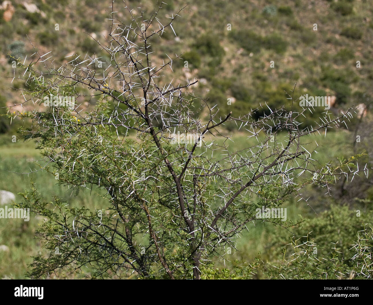 Thorn bush Cape south africa Stock Photo - Alamy