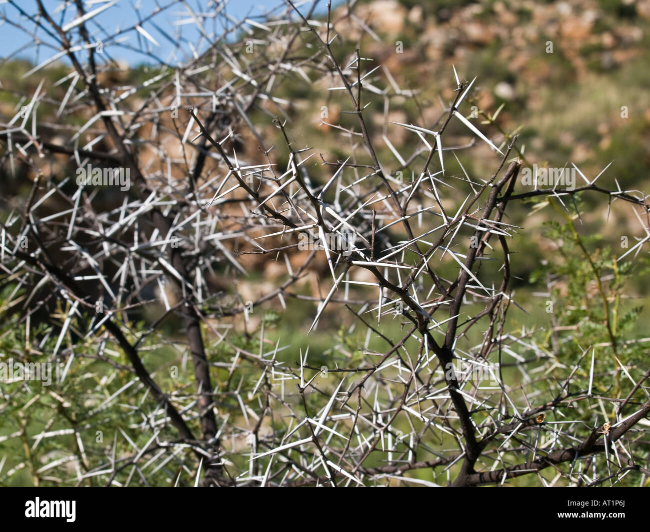 Thorn bush Cape south africa Stock Photo - Alamy