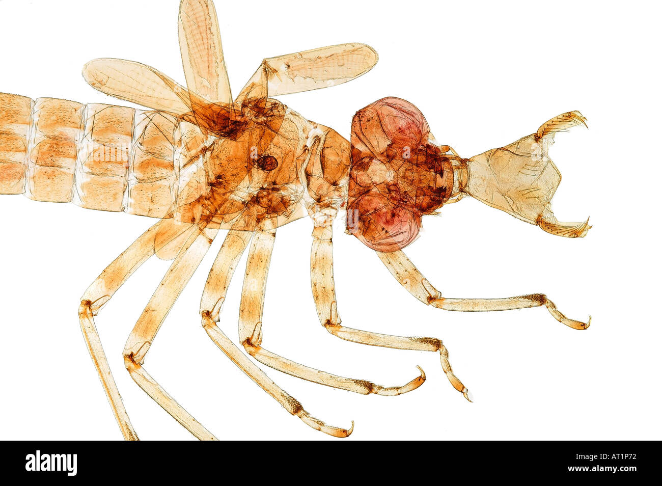 Dragonfly larva showing massive powerful jaws brightfield ...