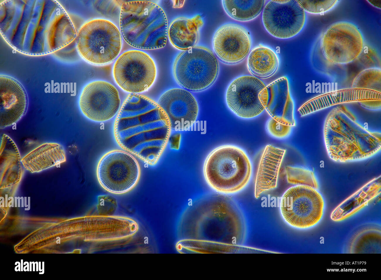 Coscinodiscus jonesianus hi-res stock photography and images - Alamy