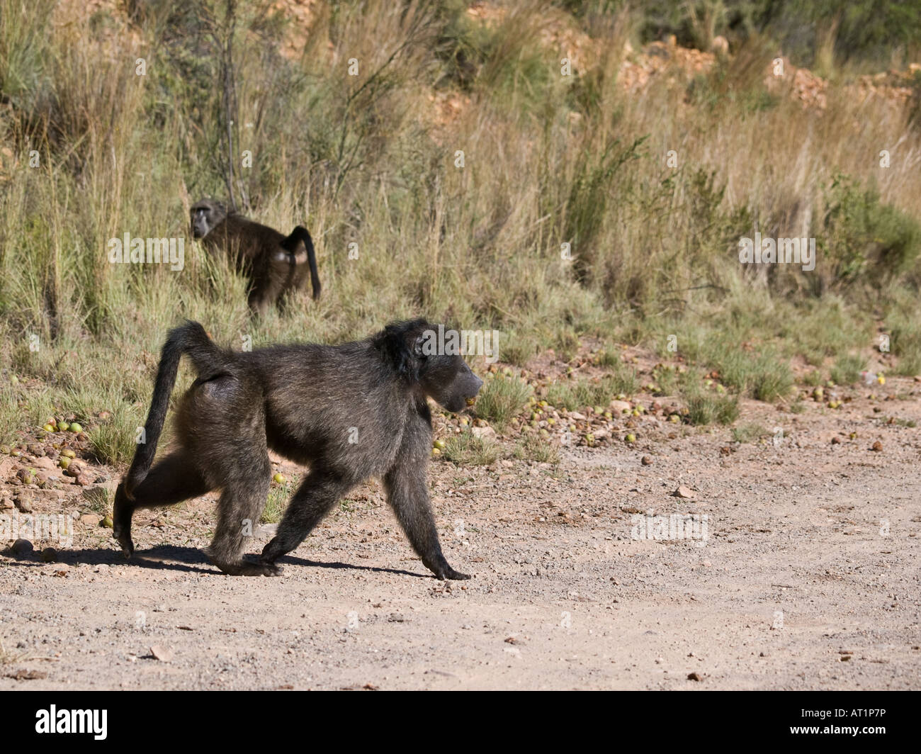 Large Male Baboon in the Montagu Karoo south africa Stock Photo - Alamy