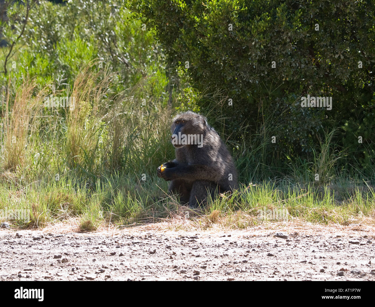 Large Male Baboon in the Montagu Karoo south africa Stock Photo - Alamy