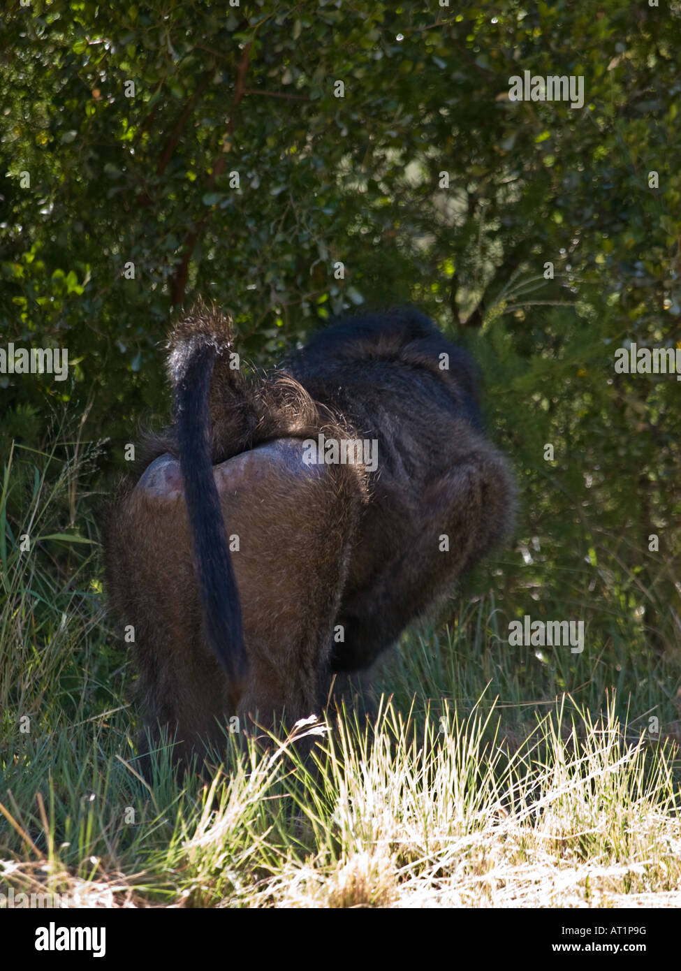Large Male Baboon from the rear in the Montagu Karoo south africa Stock ...